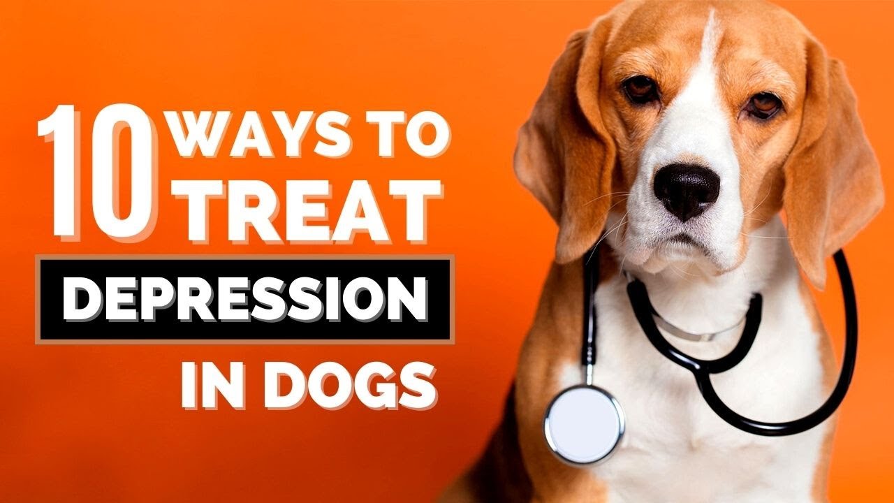 10 Scientific Ways to Treat Dog Depression (100% Working!)