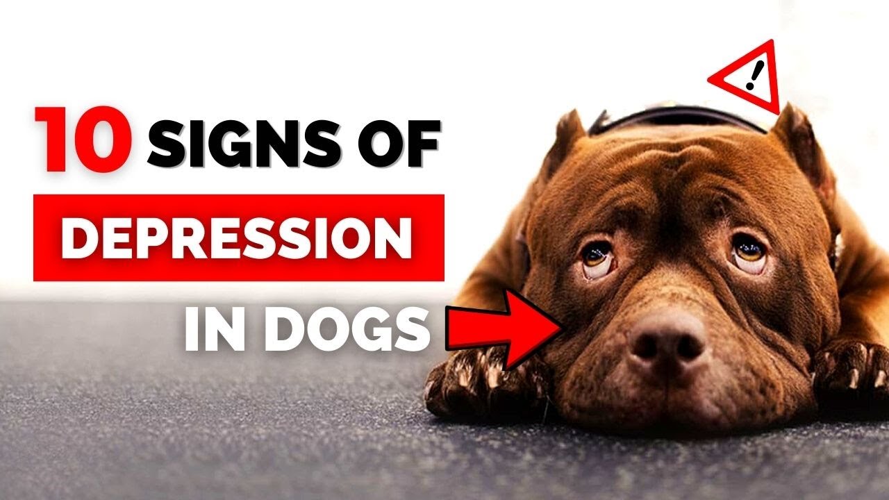 10 Warning Signs Of Depression In Dogs