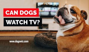 Can Dogs Watch TV? Yes, Here's What Dogs See When Watching Television