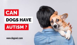 Can Dogs Have Autism? 9 Promising Things You Can Do To Tackle Canine Autism