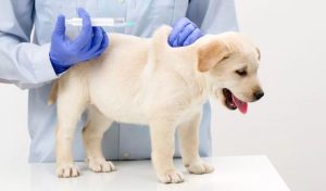 How To Inject Insulin Shot to A Diabetic Dog? Here Are 10 Safe Ways to ...