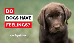 Do Dogs Have Feelings? 10 Common Emotions Your Dog Feels Just Like You