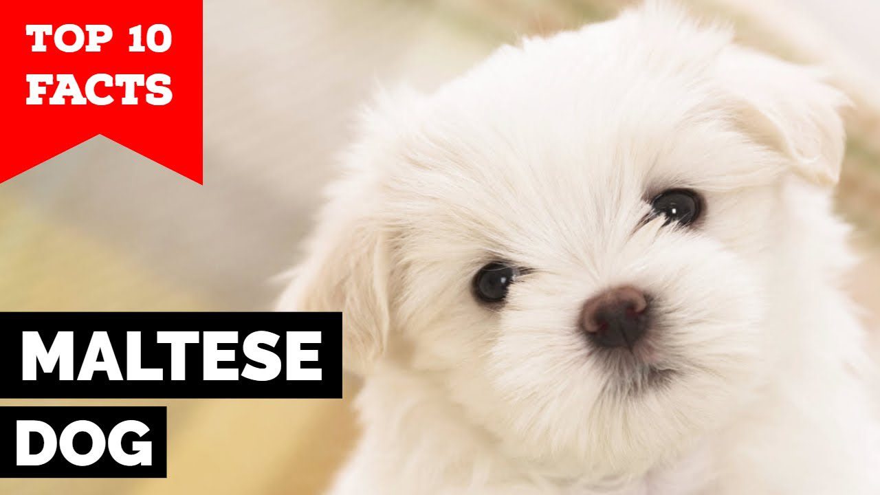 Top 10 Maltese Dogs Facts That You Need to Know Before Owning One