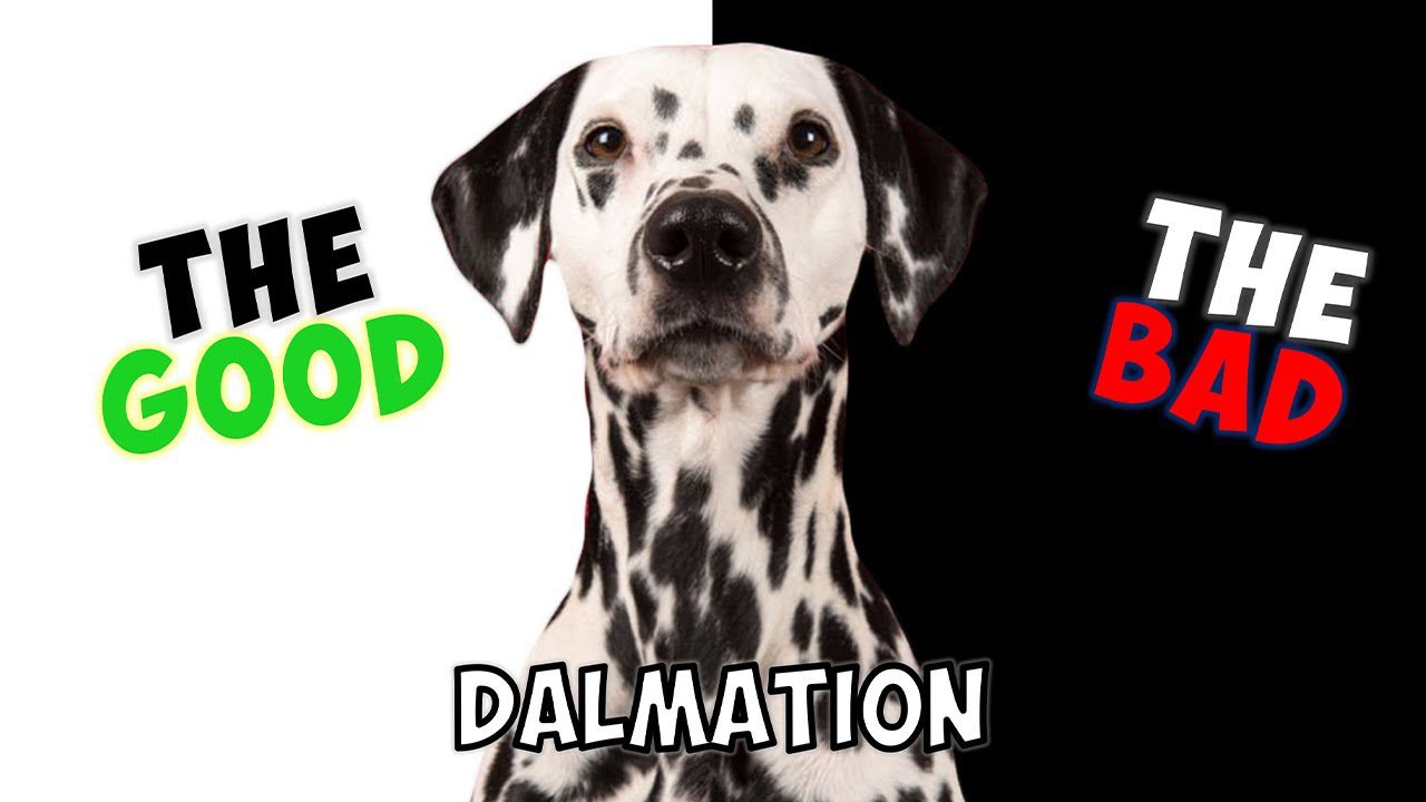 Dalmatian – Pros and Cons of Owning One