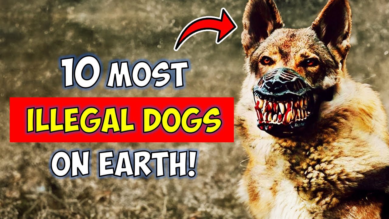 10 Most Illegal Dog Breeds In The World