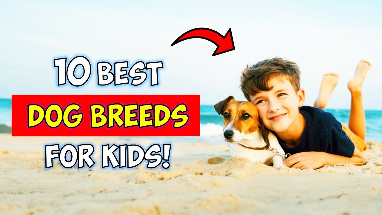 10 BEST DOG BREEDS FOR KIDS