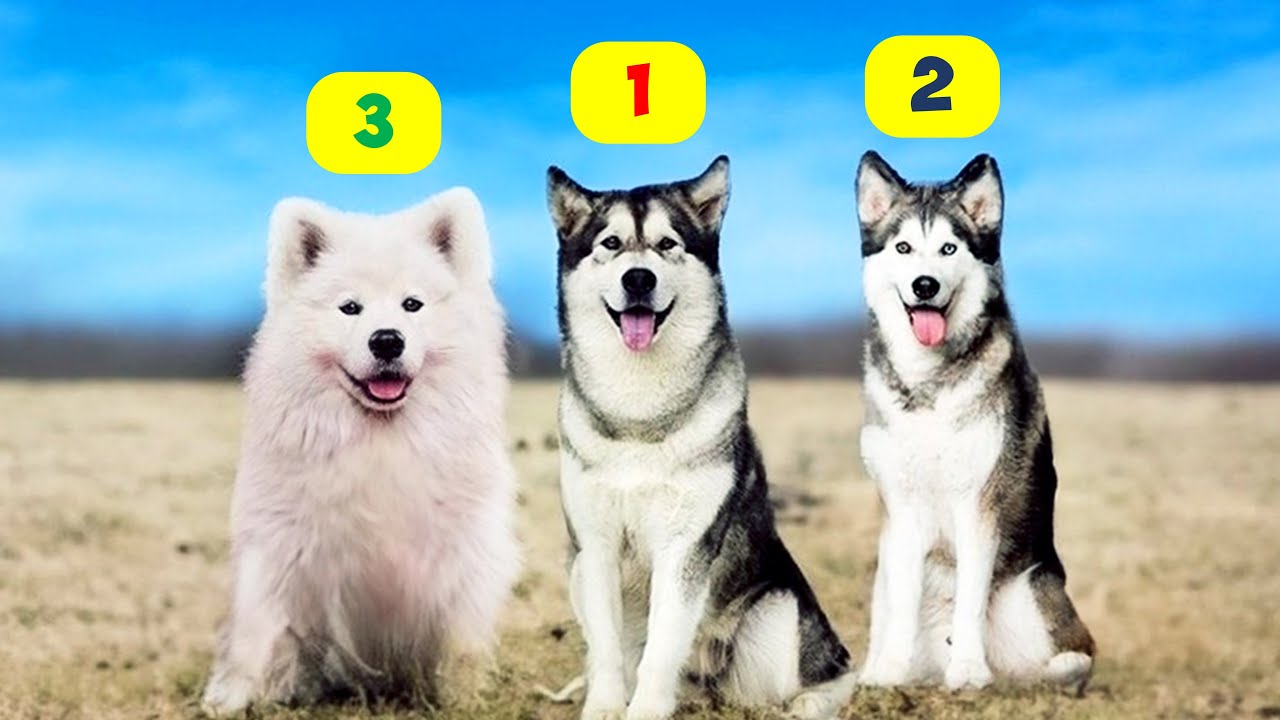 Husky Types: 10 Types of Huskies