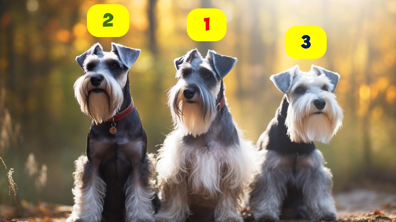 SCHNAUZER TYPES - 5 TYPES OF SCHNAUZERS