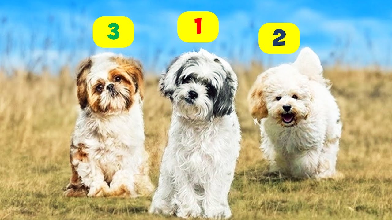 10 BEST MALTESE MIX BREEDS